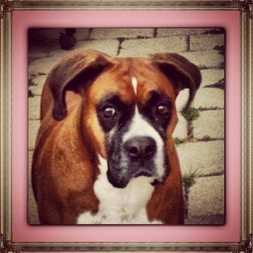 Meet Penelope - Female Fawn with White Boxer - Lone Star Boxer Rescue ...