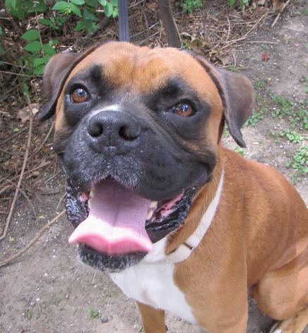 Meet George Washington - Male Boxer - Lone Star Boxer Rescue - Houston, TX