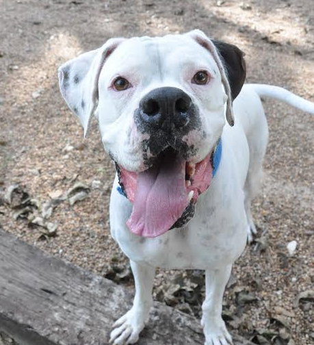 Meet Outlaw - Male Boxer - Lone Star Boxer Rescue - Houston, TX