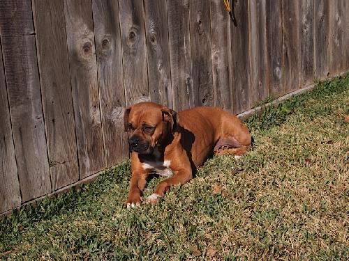 Meet Liberty - Female Boxer - Lone Star Boxer Rescue - Houston, TX
