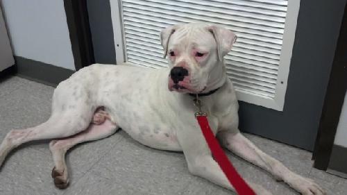 Meet Soldier - Male Boxer - Lone Star Boxer Rescue - Houston, TX