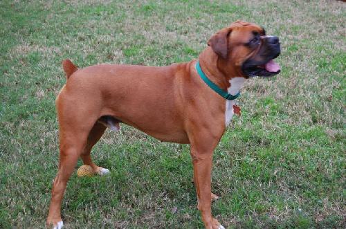 Meet Rommel - Male Boxer - Lone Star Boxer Rescue - Houston, TX