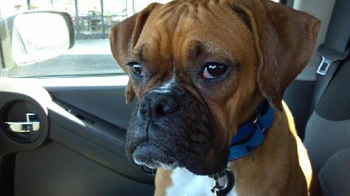 Meet Russet - Female Boxer - Lone Star Boxer Rescue - Houston, TX