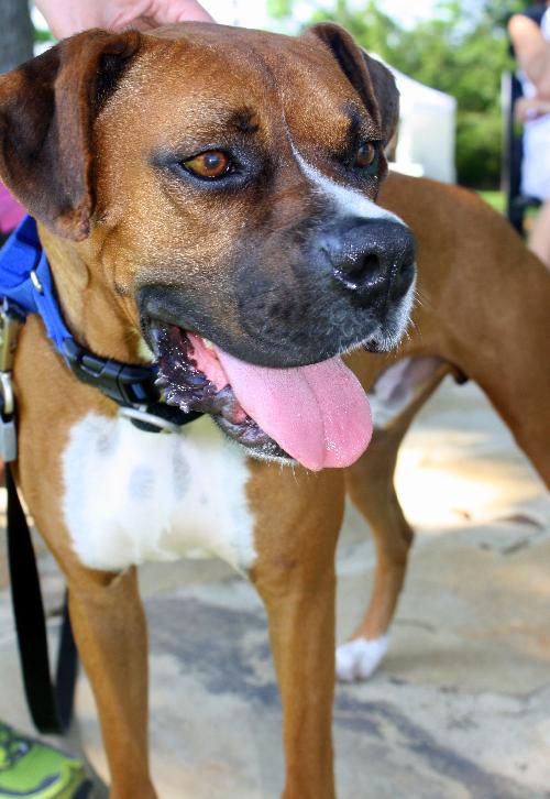 Meet Armani - Male Boxer - Lone Star Boxer Rescue - Houston, TX