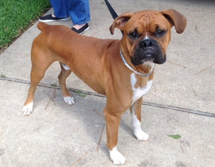 Meet Parker - Male Boxer - Lone Star Boxer Rescue - Houston, TX