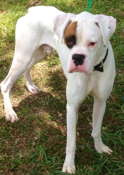 Meet White - Male Boxer - Lone Star Boxer Rescue - Houston, TX