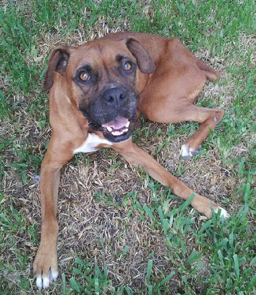 Meet JJ - Female Boxer - Lone Star Boxer Rescue - Houston, TX