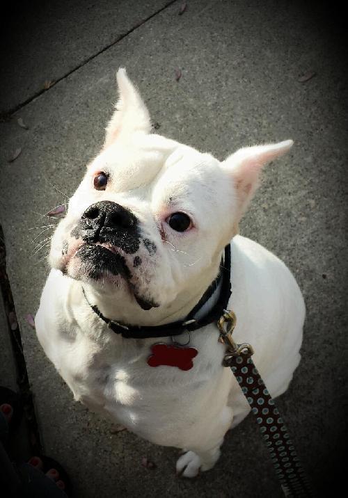 Meet Ike - Male Boxer - Lone Star Boxer Rescue - Houston, TX