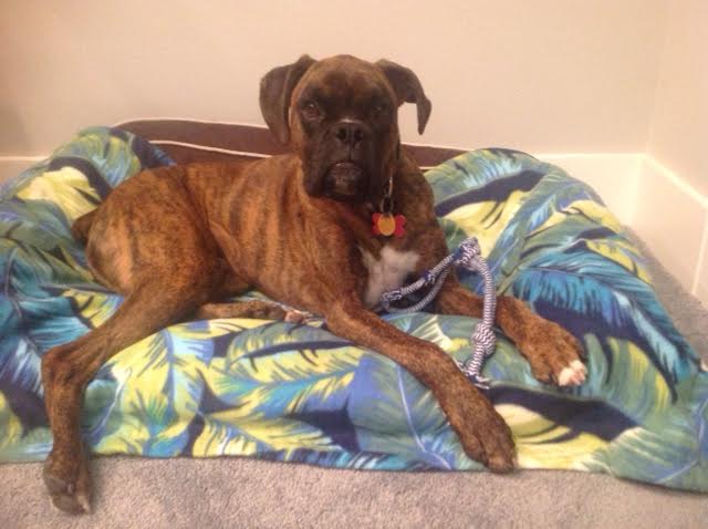 Meet Luke - Male Boxer - Lone Star Boxer Rescue - Houston, TX