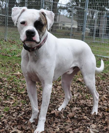 Meet Ammo - Male Boxer - Lone Star Boxer Rescue - Houston, TX