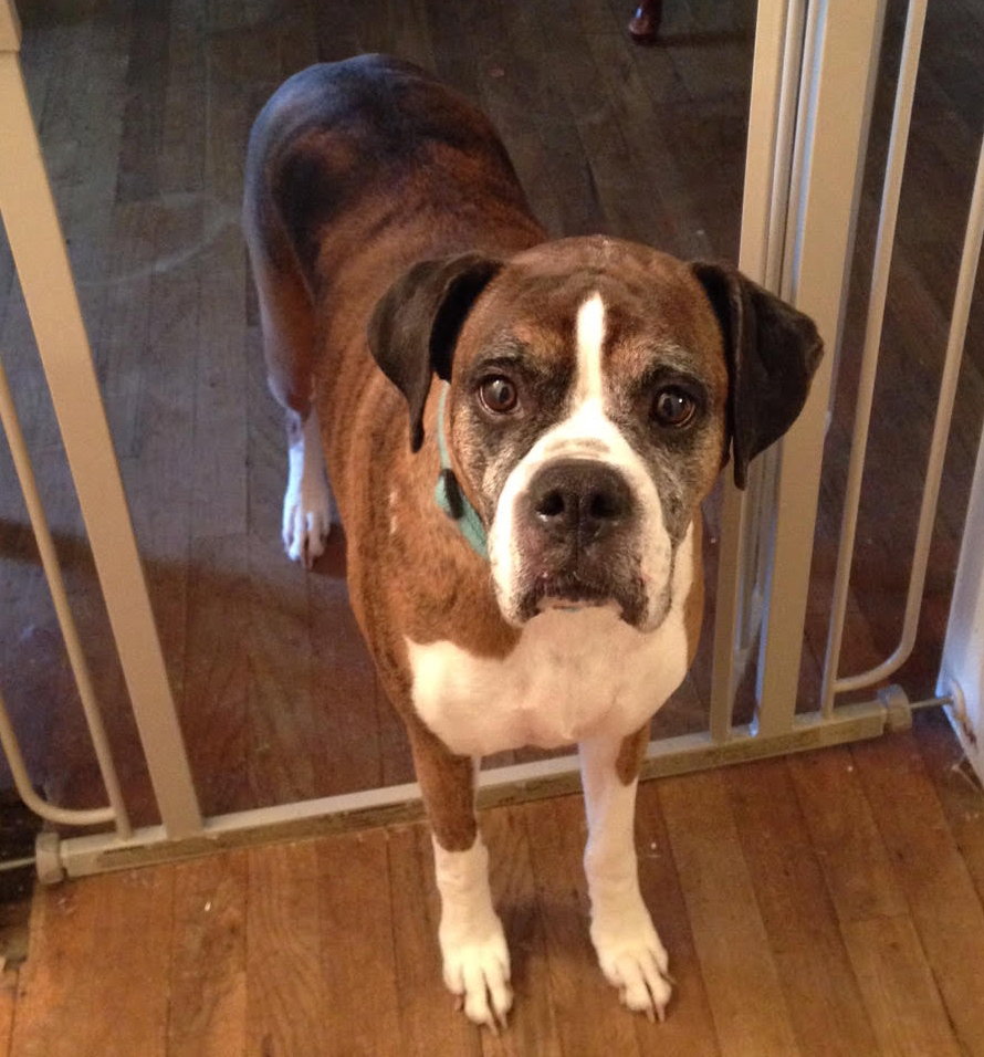 Meet Lady (formerly Petra) - Female Boxer - Lone Star Boxer Rescue ...