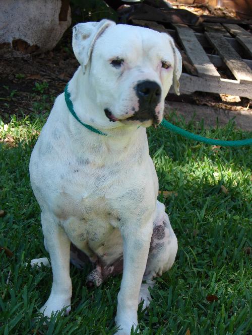 Meet FORD - Male Boxer - Lone Star Boxer Rescue - Houston, TX