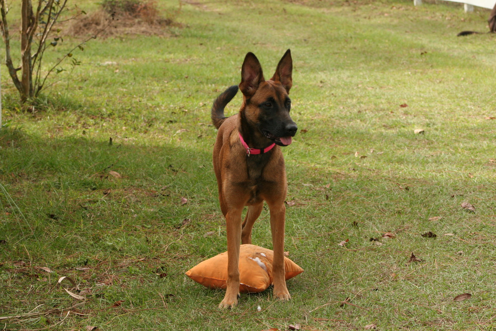 Dog for Adoption - Snickers - FL, a Belgian Shepherd Malinois in Racine ...