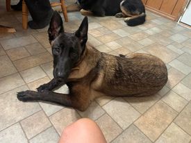 Dog for Adoption - Casey - OH, a Belgian Shepherd Malinois in Edgar, WI ...