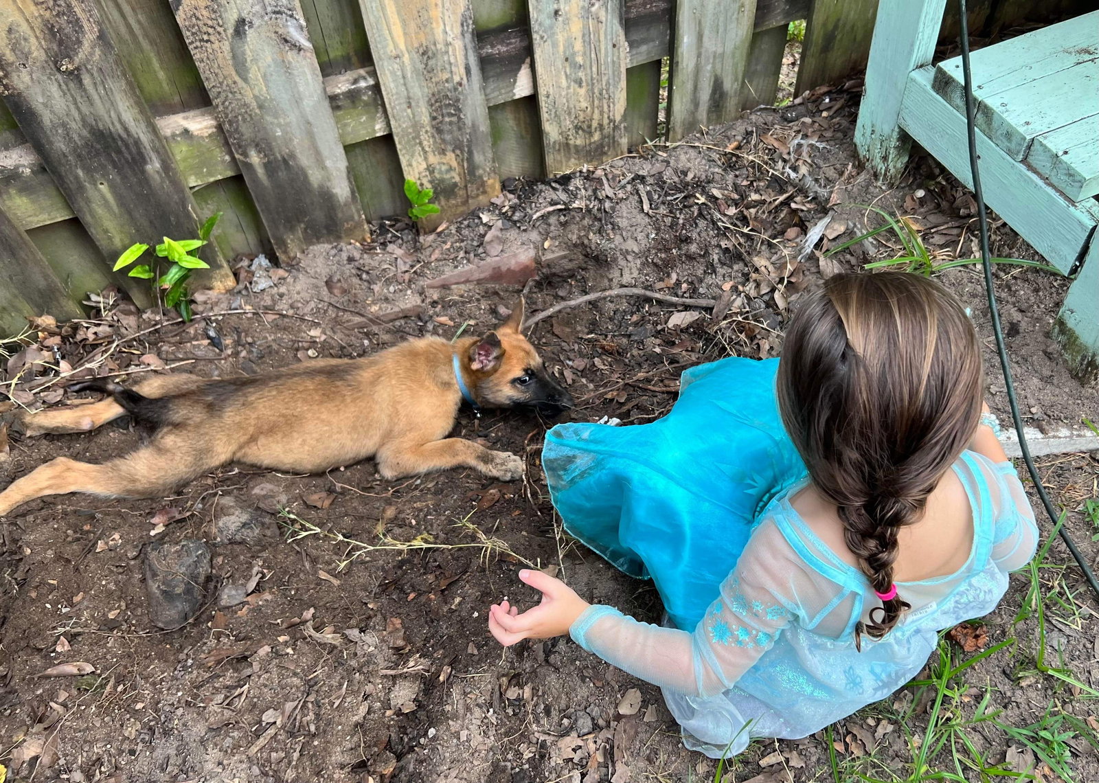 Dog for Adoption - Anne Bonny-AL, a Belgian Shepherd Malinois in Edgar ...