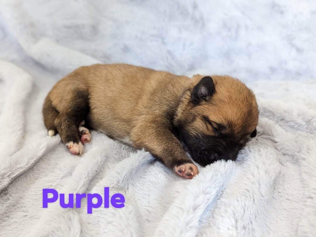 Dog for Adoption - Mandy - TX, a Belgian Shepherd Malinois in Wausau ...