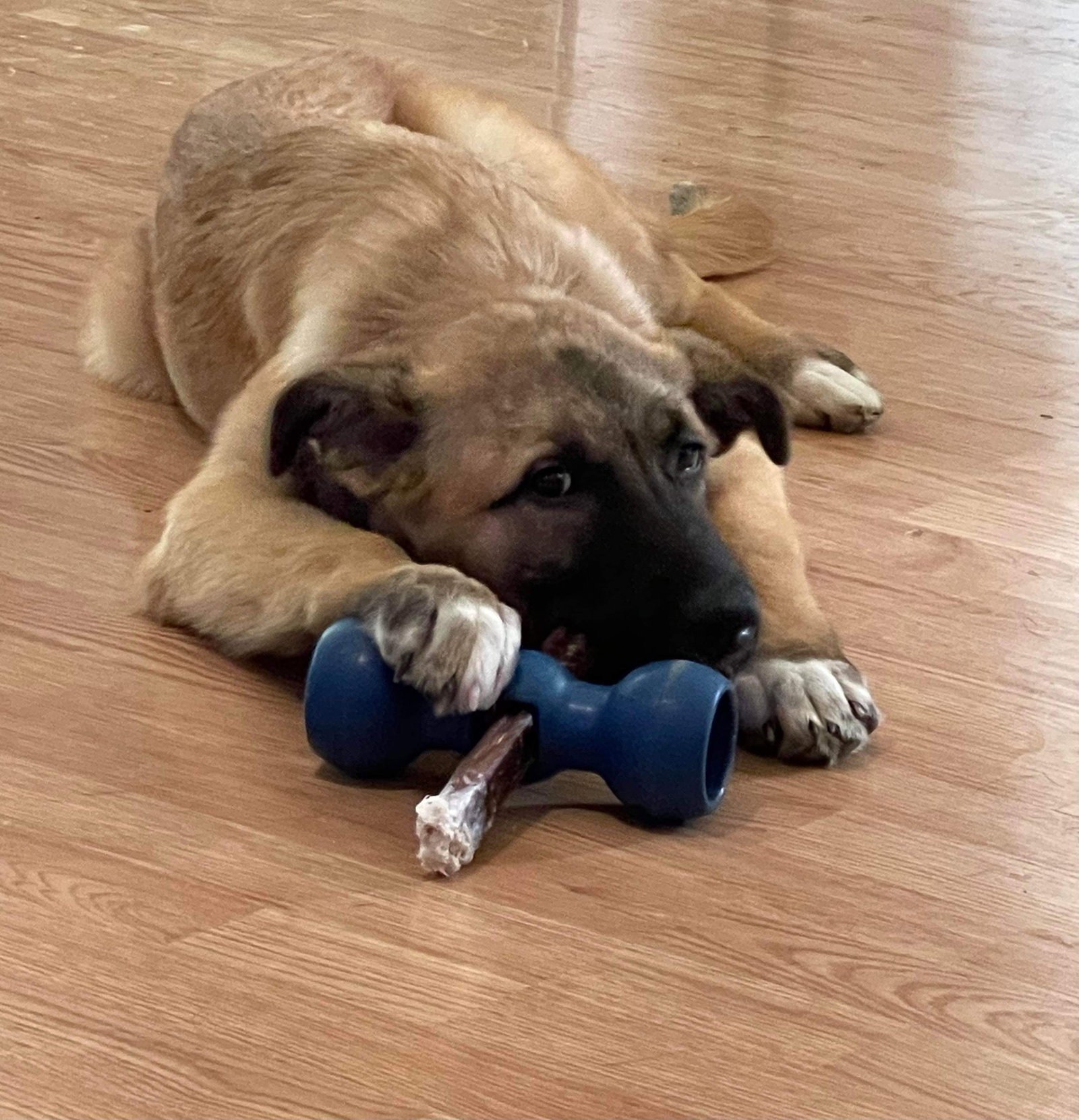 Dog for Adoption - Mandy - PA, a Belgian Shepherd Malinois in Edgar, WI ...