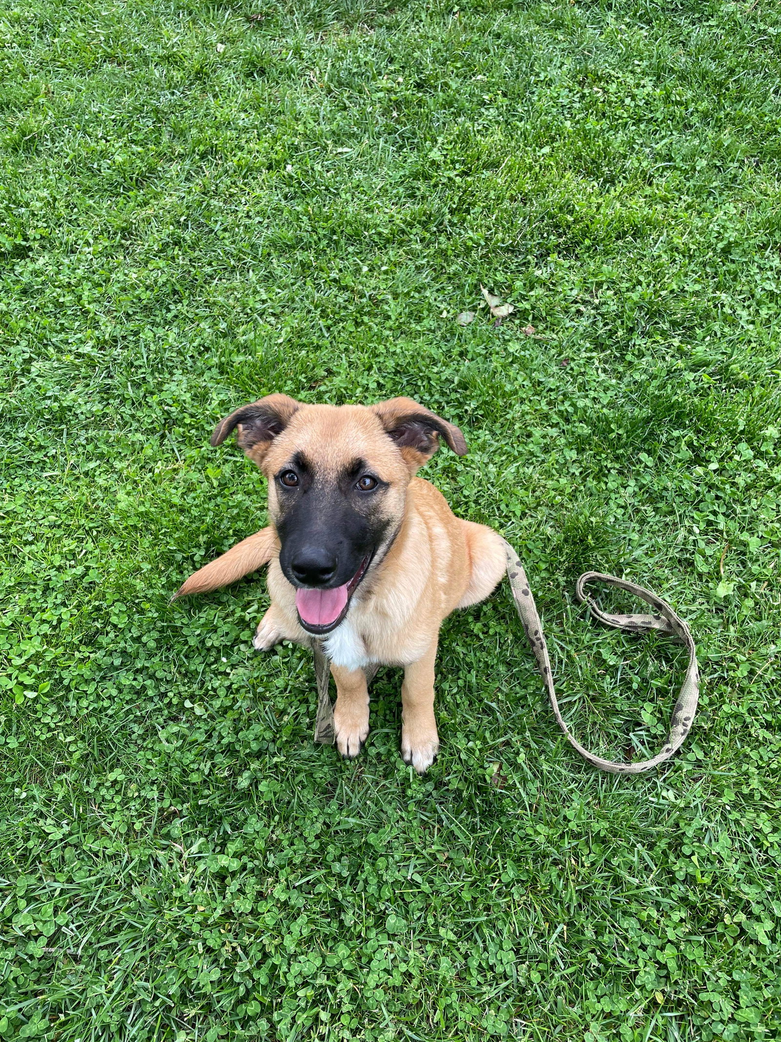 Dog for Adoption - Brumhilda - OH, a Belgian Shepherd Malinois in ...