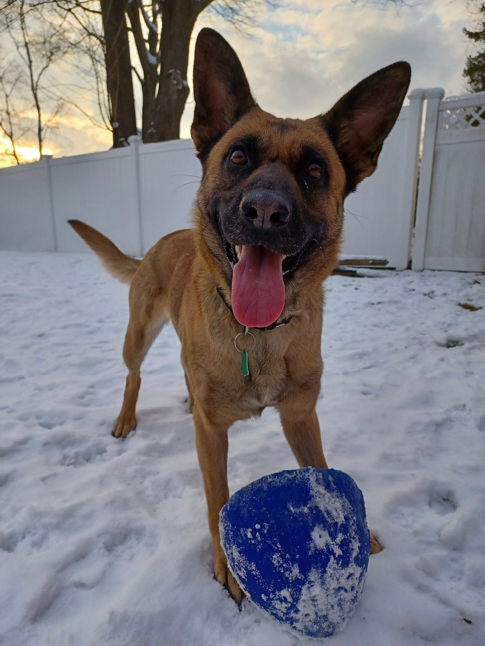 Dog for Adoption - Lola - MA, a Belgian Shepherd Malinois in Edgar, WI ...