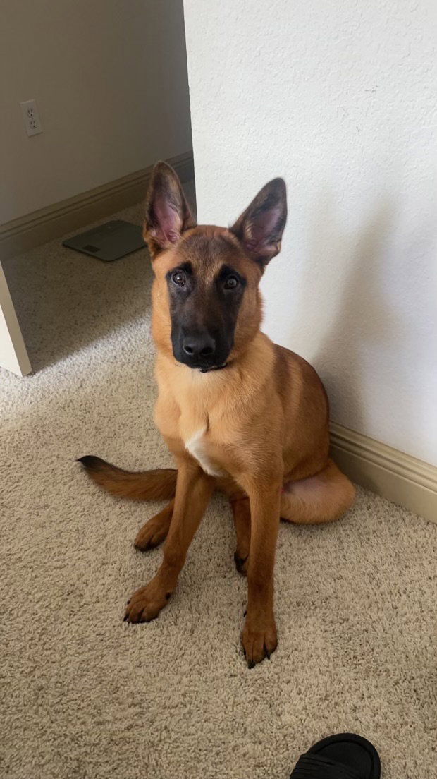 Dog for Adoption - Zeus - LA, a Belgian Shepherd Malinois in King, WI ...