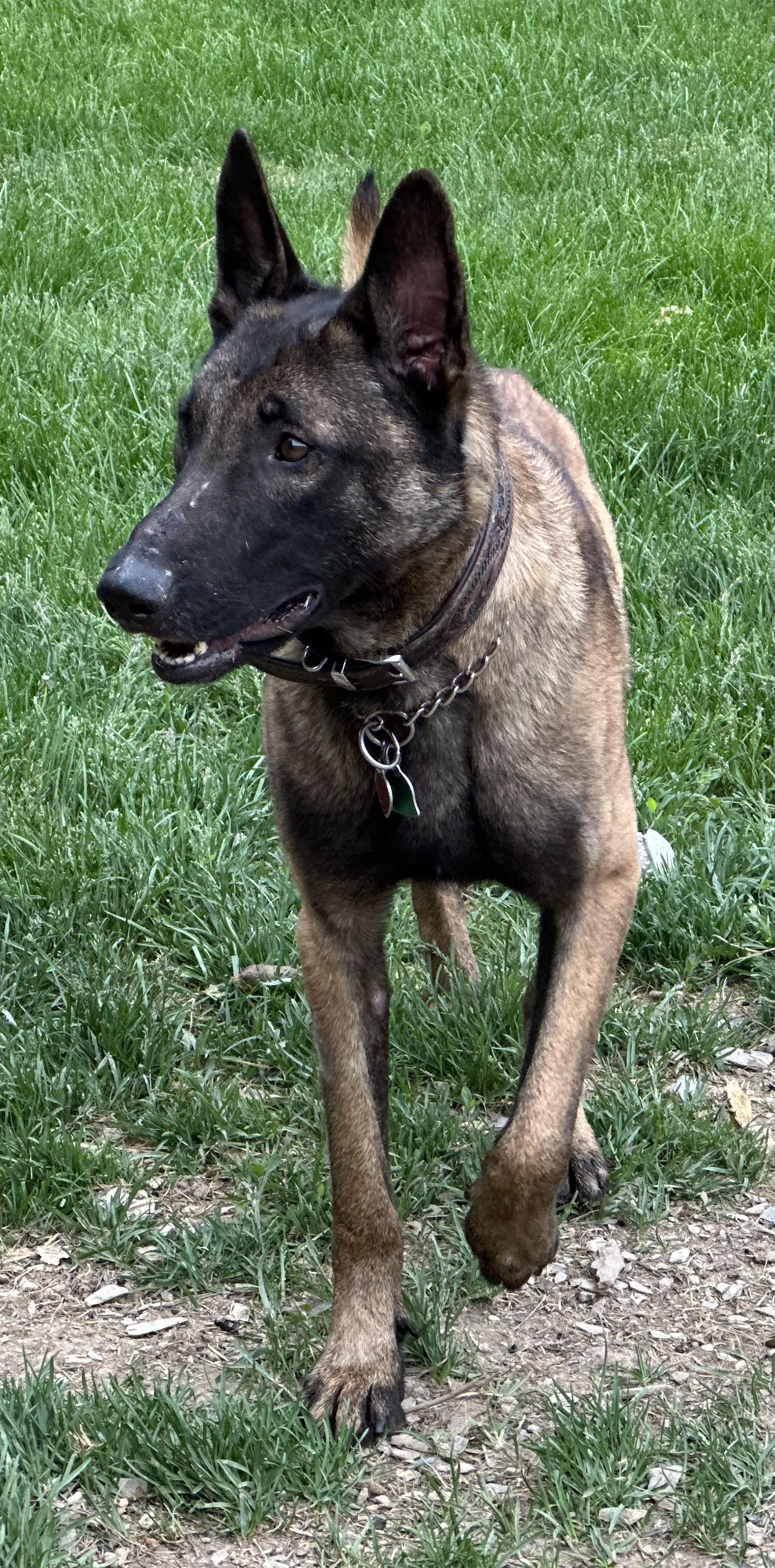 Dog for Adoption - Zeus - PA, a Belgian Shepherd Malinois in Rome, WI ...