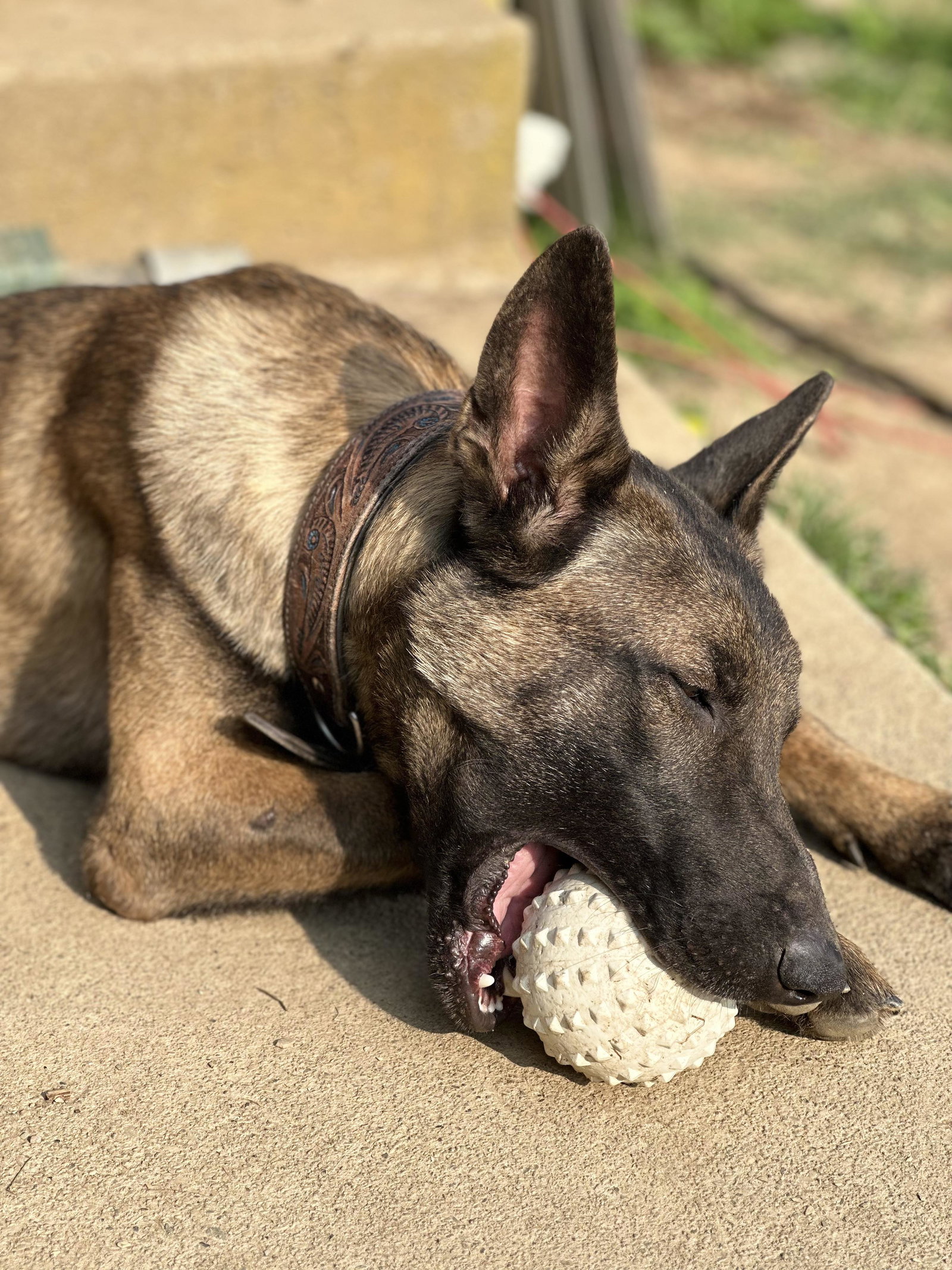 Dog for Adoption - Zeus - PA, a Belgian Shepherd Malinois in Rome, WI ...