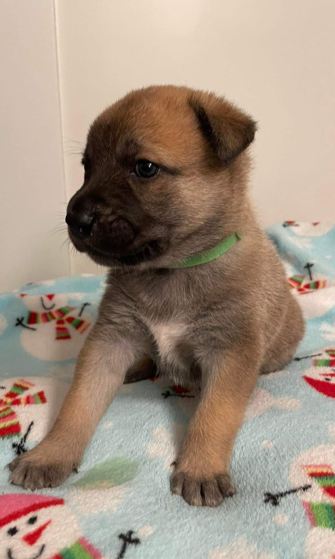 Dog for Adoption - Rudi - TX, a Belgian Shepherd Malinois in Waupaca ...