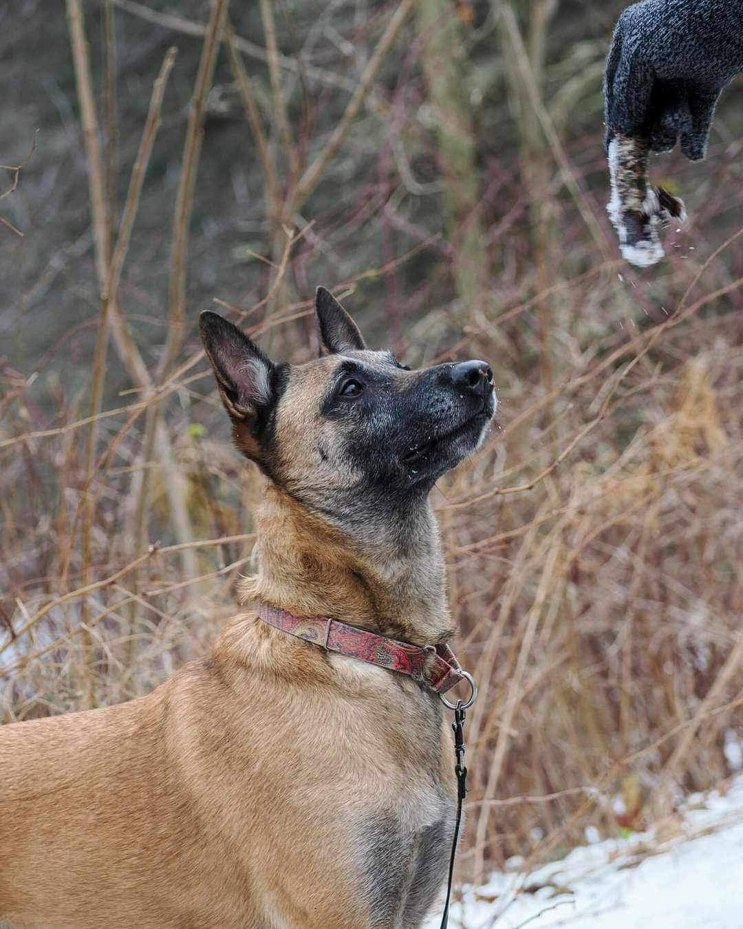 Dog for Adoption - Chopper NY, a Belgian Shepherd Malinois in Whiting ...