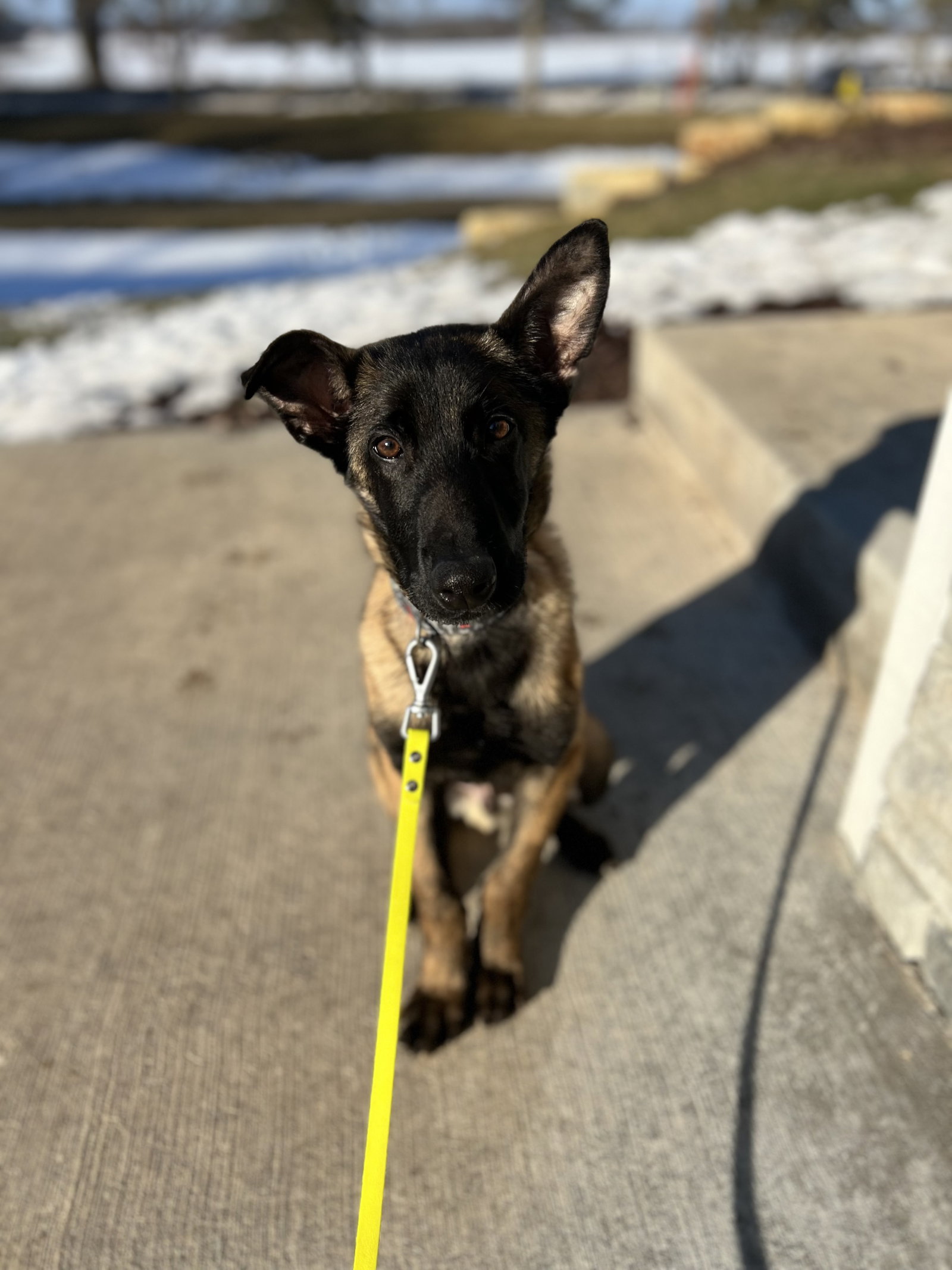 Dog for Adoption - Bruce-WI, a Belgian Shepherd Malinois in Wisconsin ...