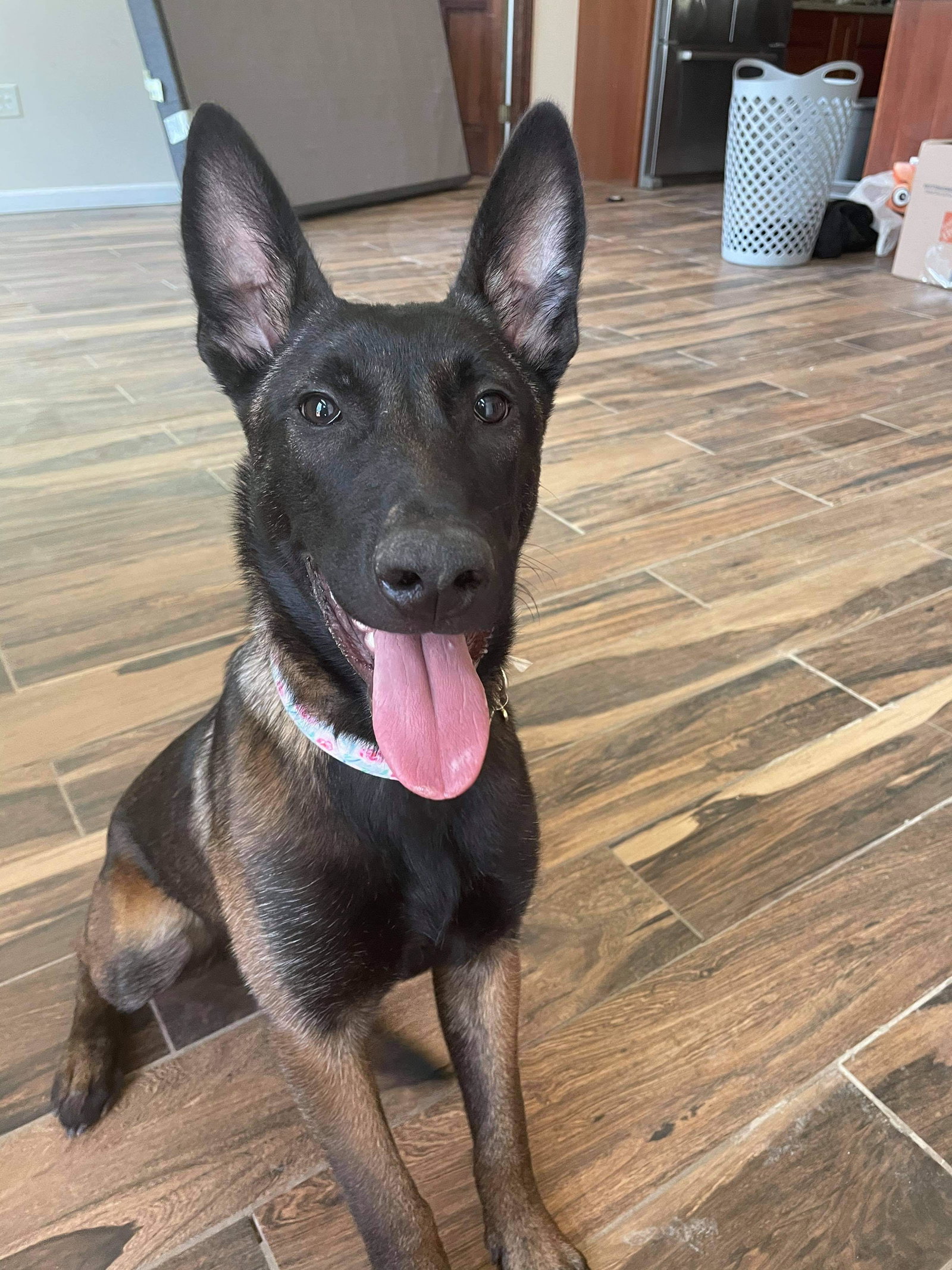 Dog for Adoption - Nova -- ME, a Belgian Shepherd Malinois in ...