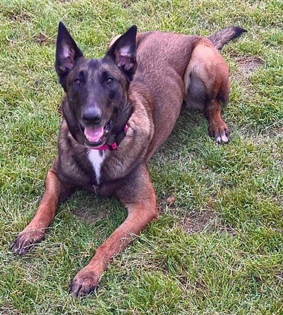 Dog for Adoption - Heidi - TX, a Belgian Shepherd Malinois in Waushara ...