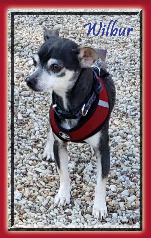 Dog for Adoption - Wilbur in TX, a Chihuahua in Cohasset, MA | Alpha Paw