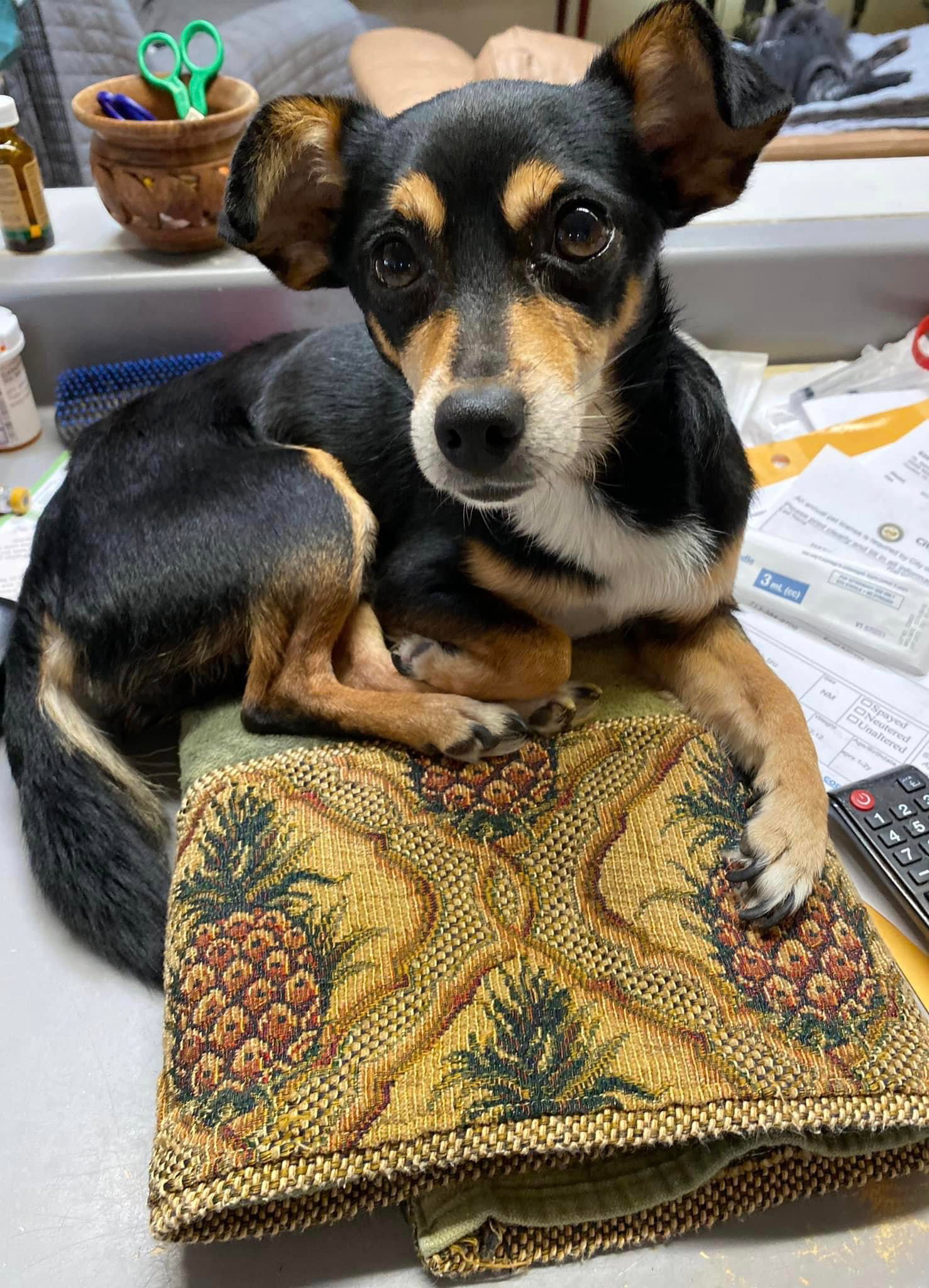 Dog for Adoption - Cooper in TX, a Chihuahua in Walpole, MA | Alpha Paw