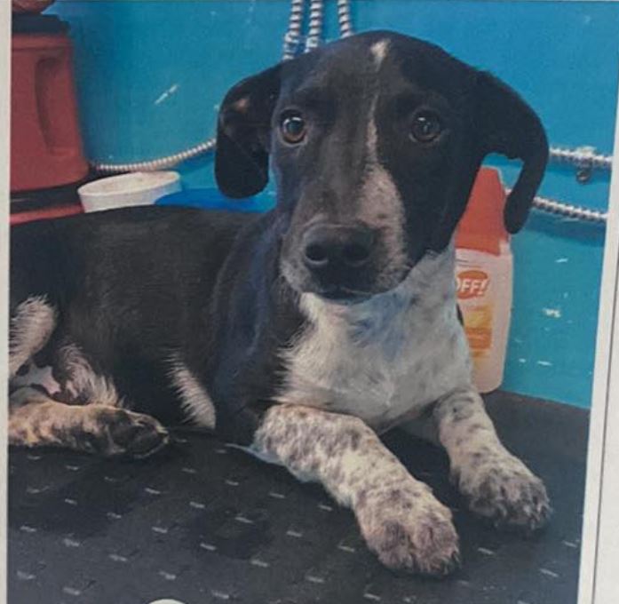 Dog for Adoption - Mopey in LA, a Dachshund in Rochester, MA | Alpha Paw