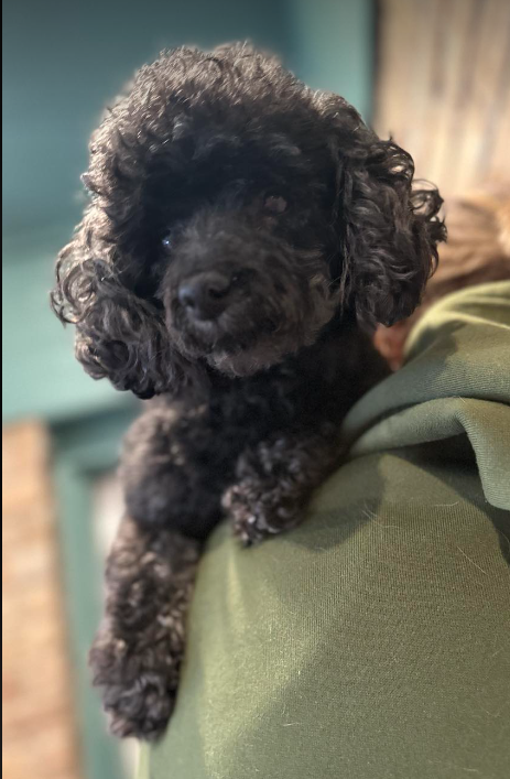 Dog for Adoption - Collette in TX, a Poodle (Miniature) in Webster, MA ...