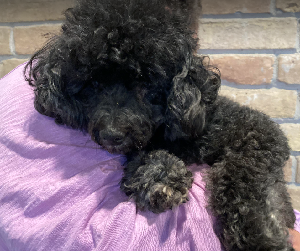 Dog for Adoption - Collette in TX, a Poodle (Miniature) in Webster, MA ...