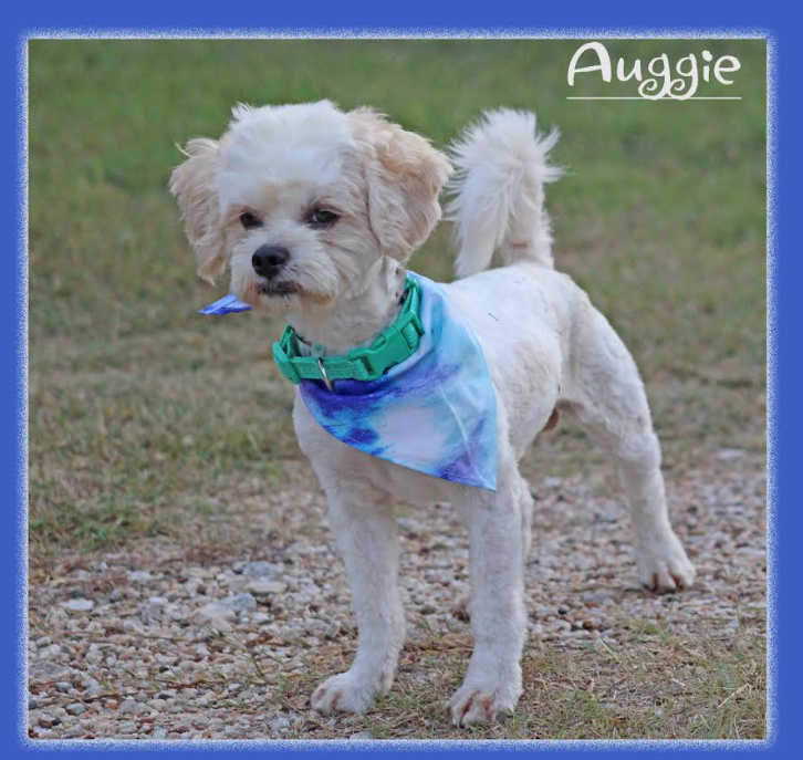 Dog for Adoption - Auggie in TX, a Maltese in Norwich, CT | Alpha Paw