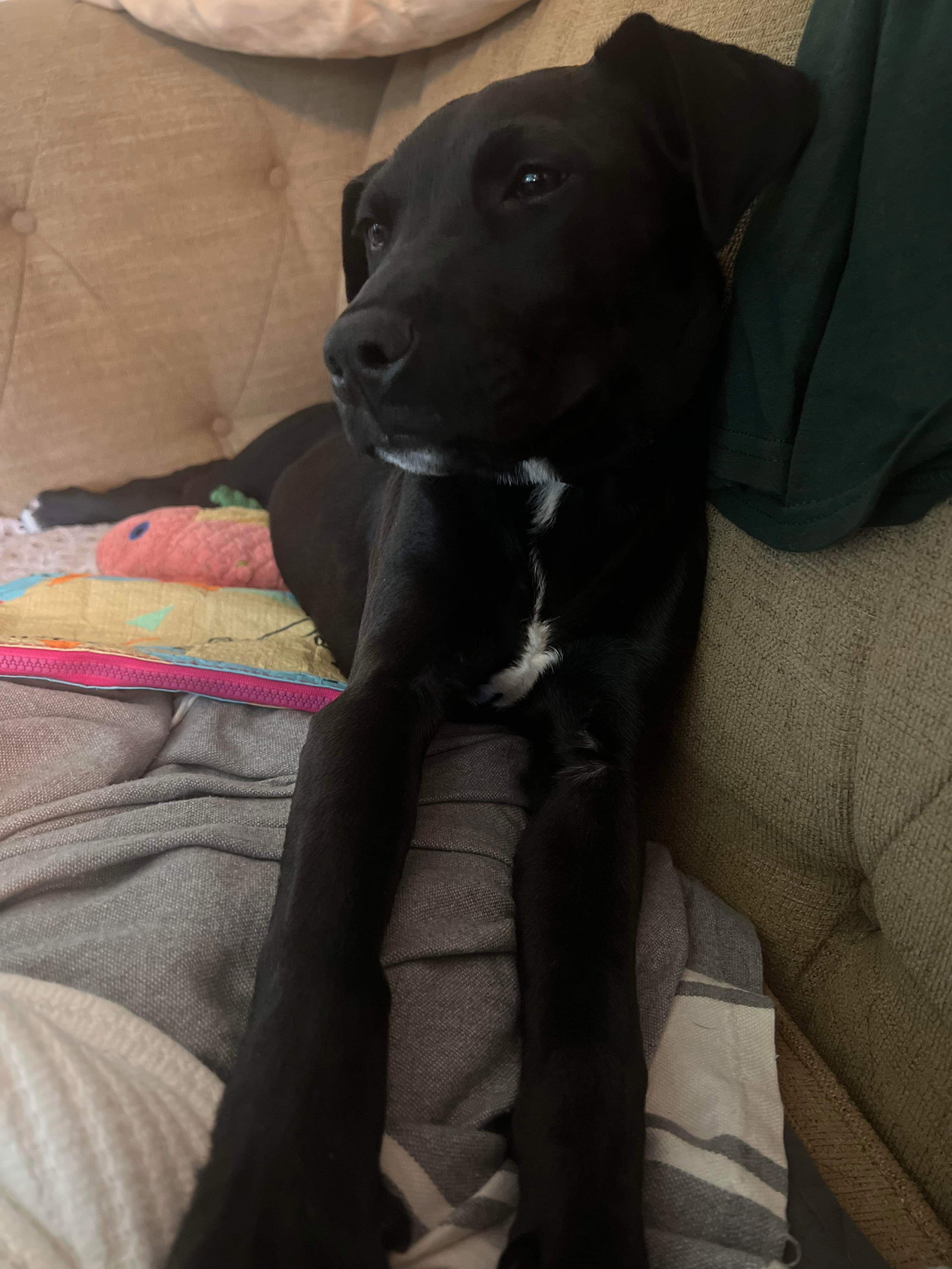 Dog for Adoption - Christy, a Labrador Retriever in Saraland, AL ...