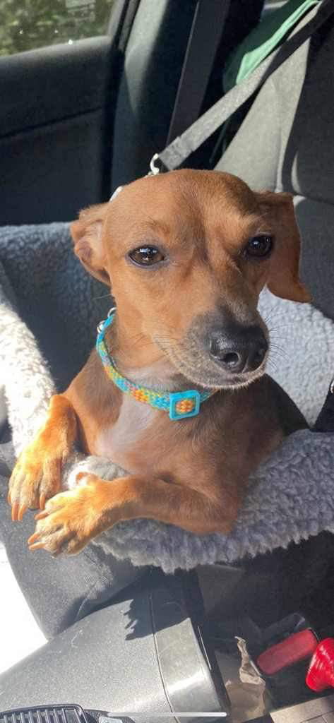 Dog adoption in Mobile, AL 36685: Dachshund Dog "Kiki"