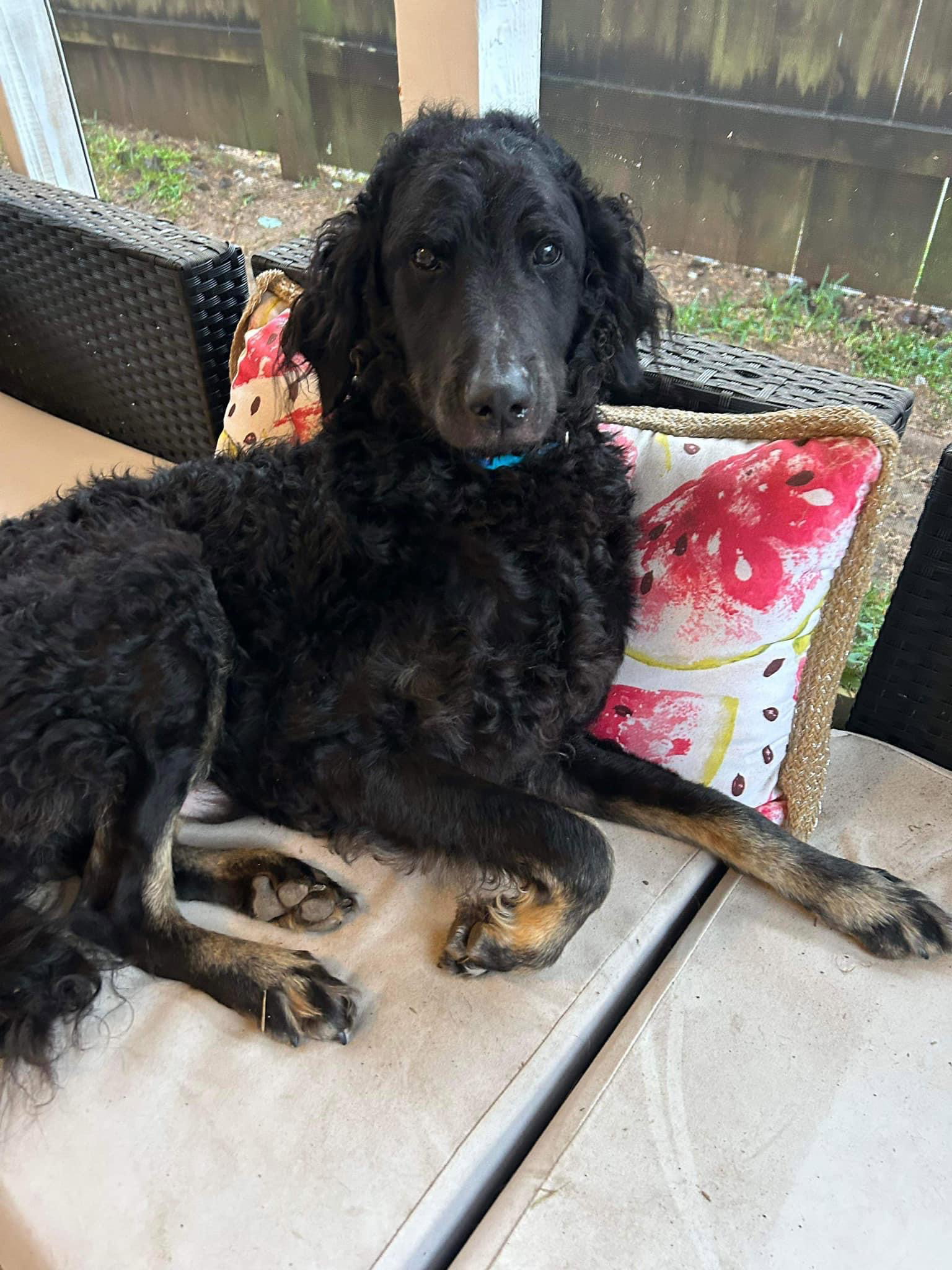 Dog adoption in Mobile, AL 36685: Poodle (Standard) Dog "Nash"