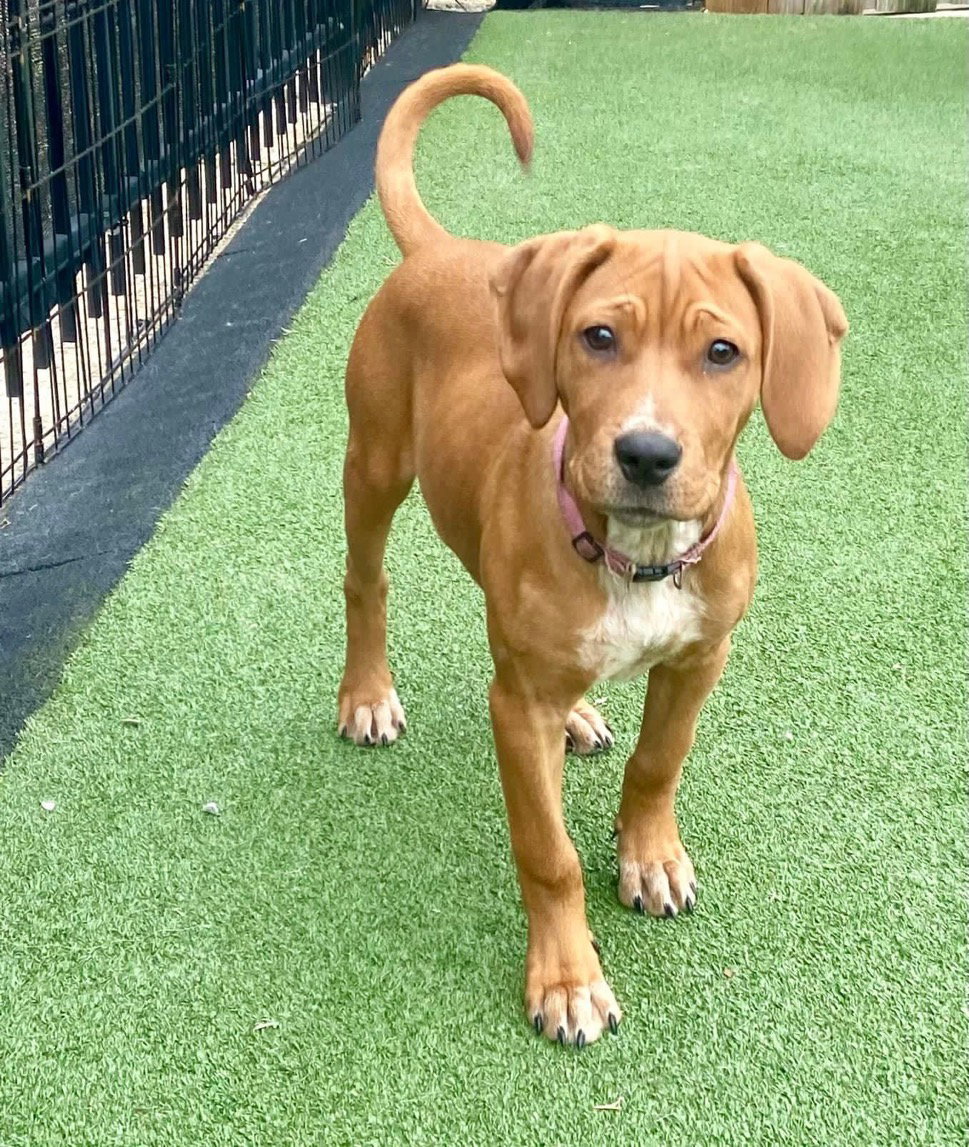 Dog for Adoption - Roxy, a Hound in Grand Bay, AL | Alpha Paw