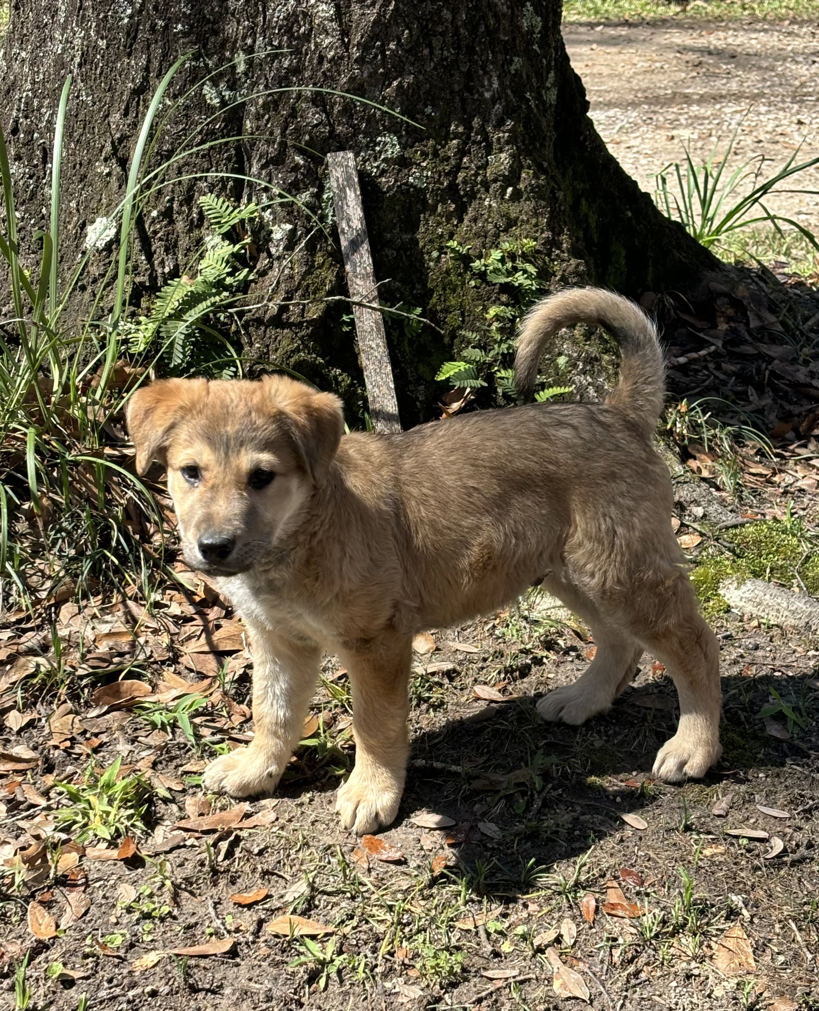 Dog adoption in Mobile, AL 36685: Unknown breed Dog "Toby"