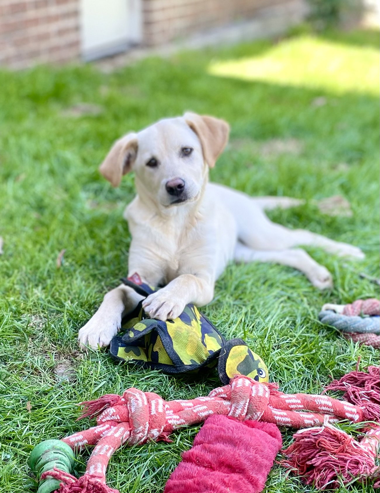 Dog for Adoption - Magnolia, a Labrador Retriever in Gulf Shores, AL ...