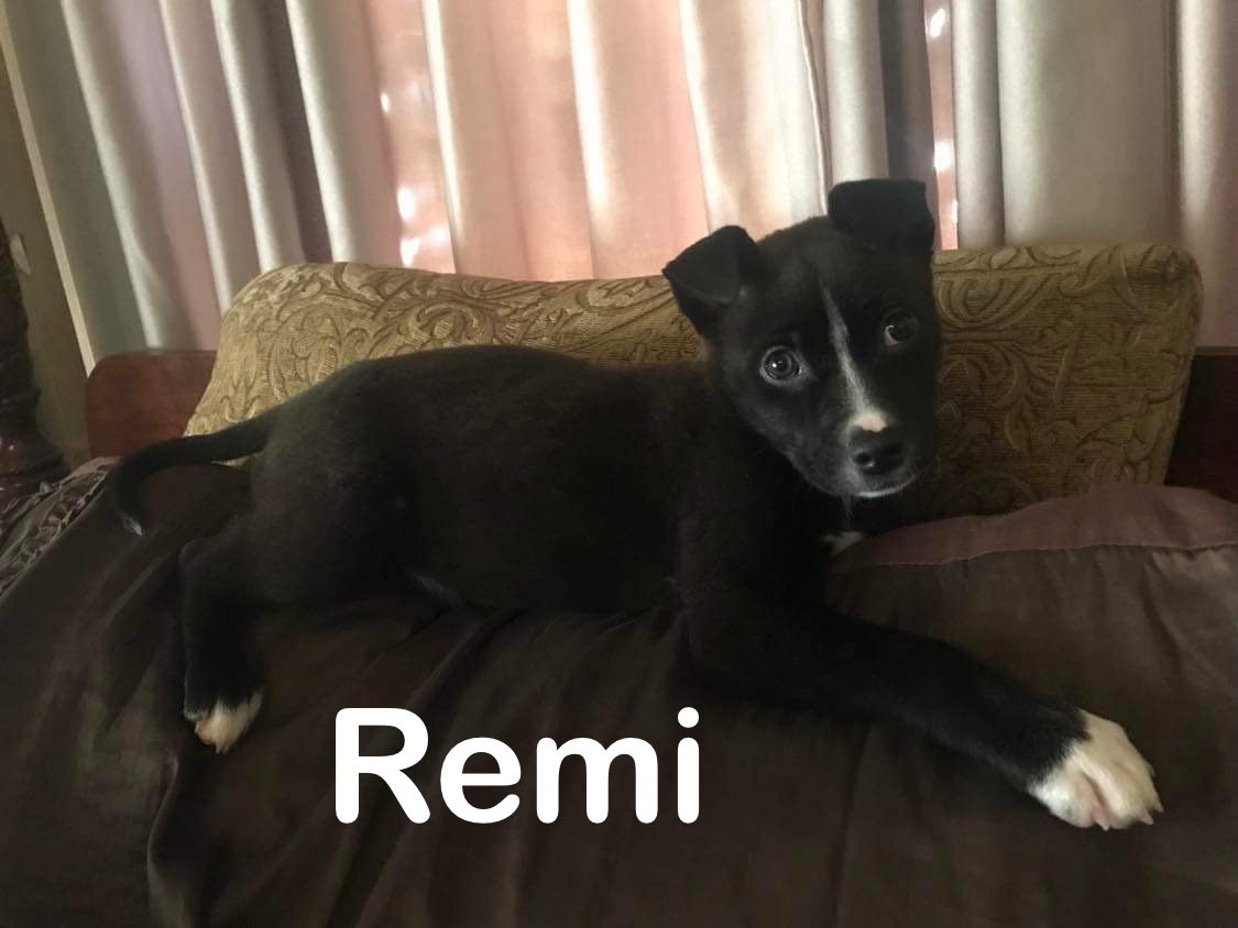 Dog for Adoption - Remi, a in Gulf Shores, AL | Alpha Paw