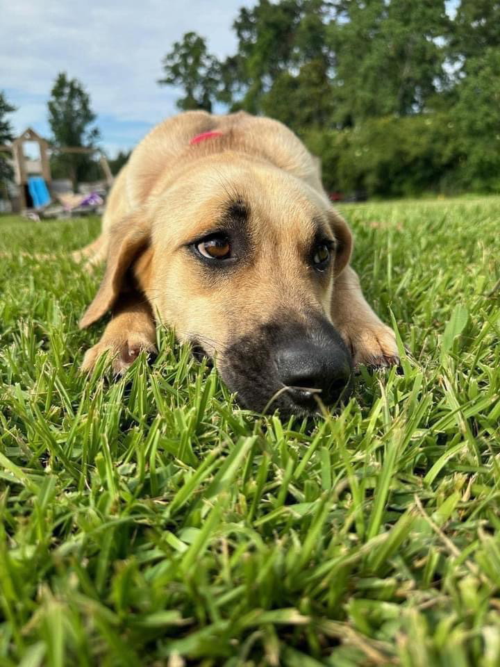 Dog for Adoption - Bailey, a Black Mouth Cur in Foley, AL | Alpha Paw