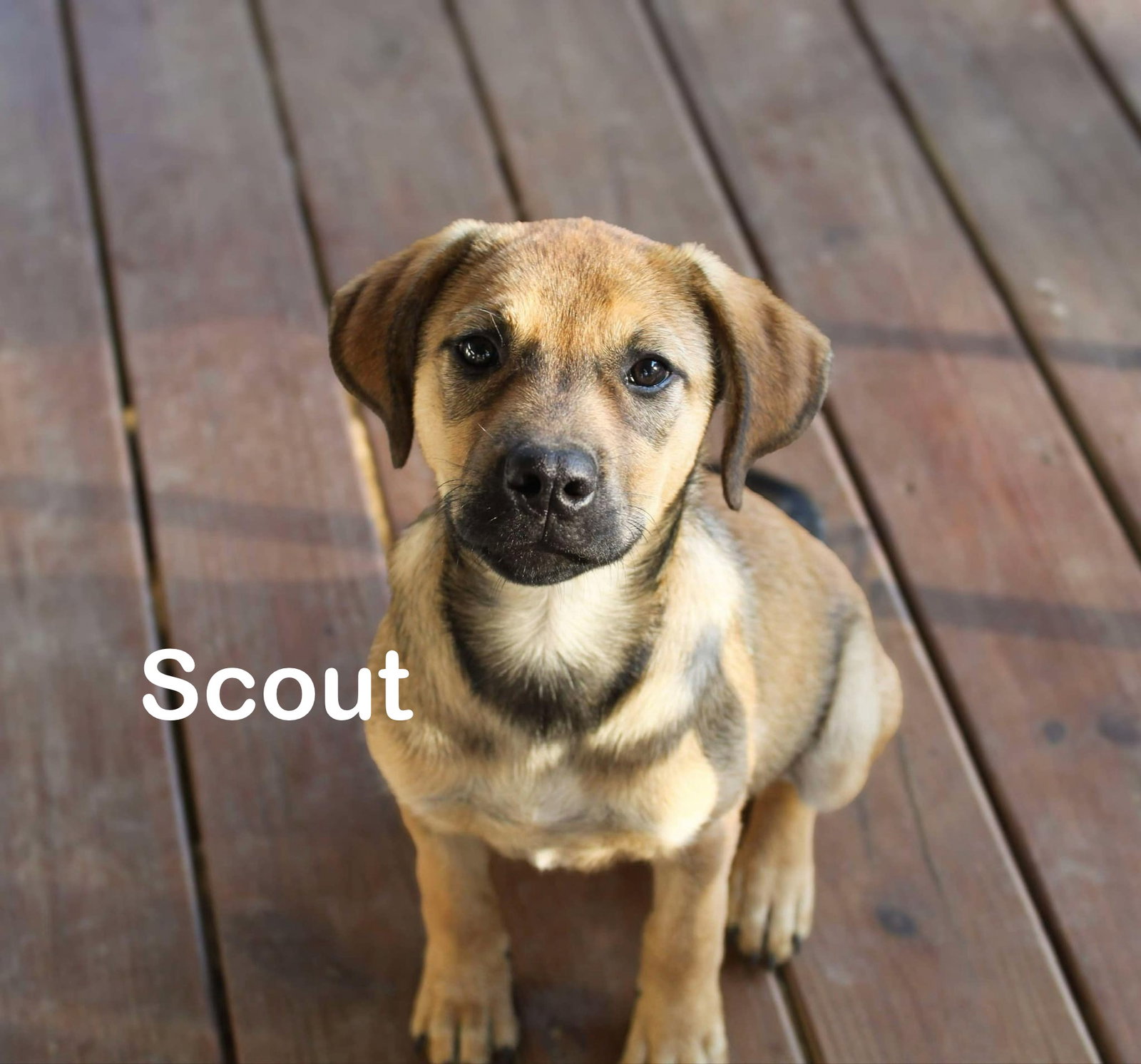 Scout's Web Page