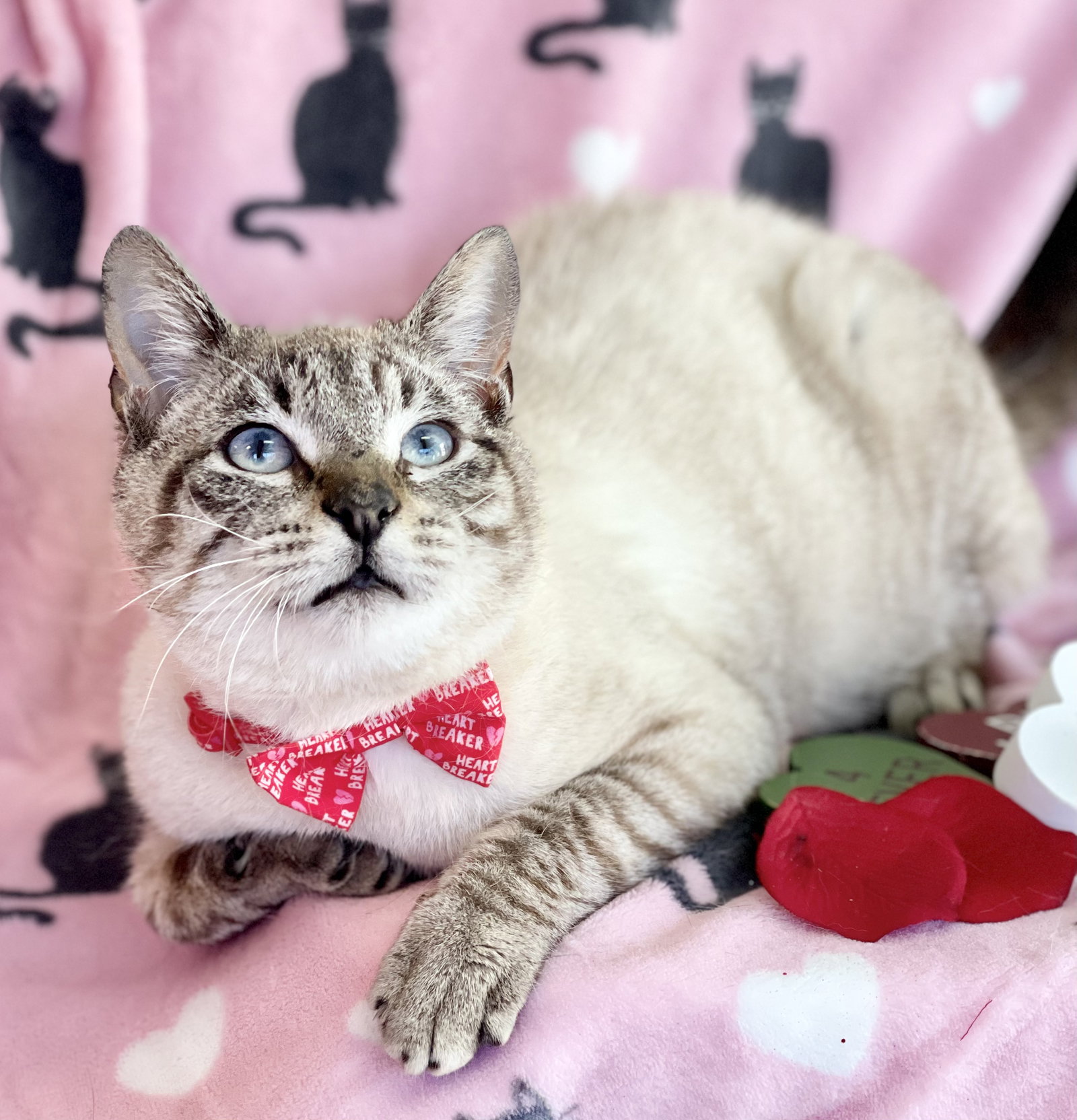 Cats for Adoption in Peabody, Massachusetts | Alpha Paw