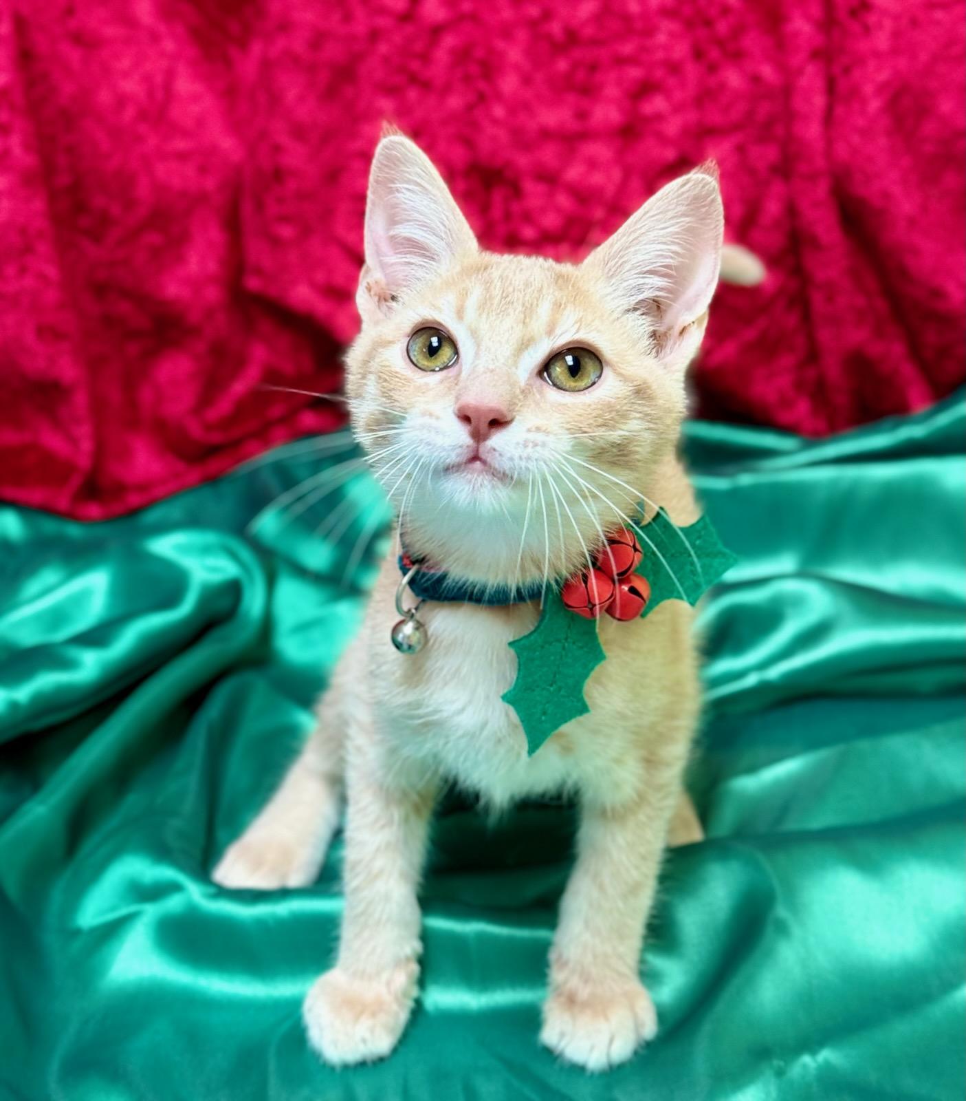 Cats for Adoption in Rochester, New Hampshire | Alpha Paw