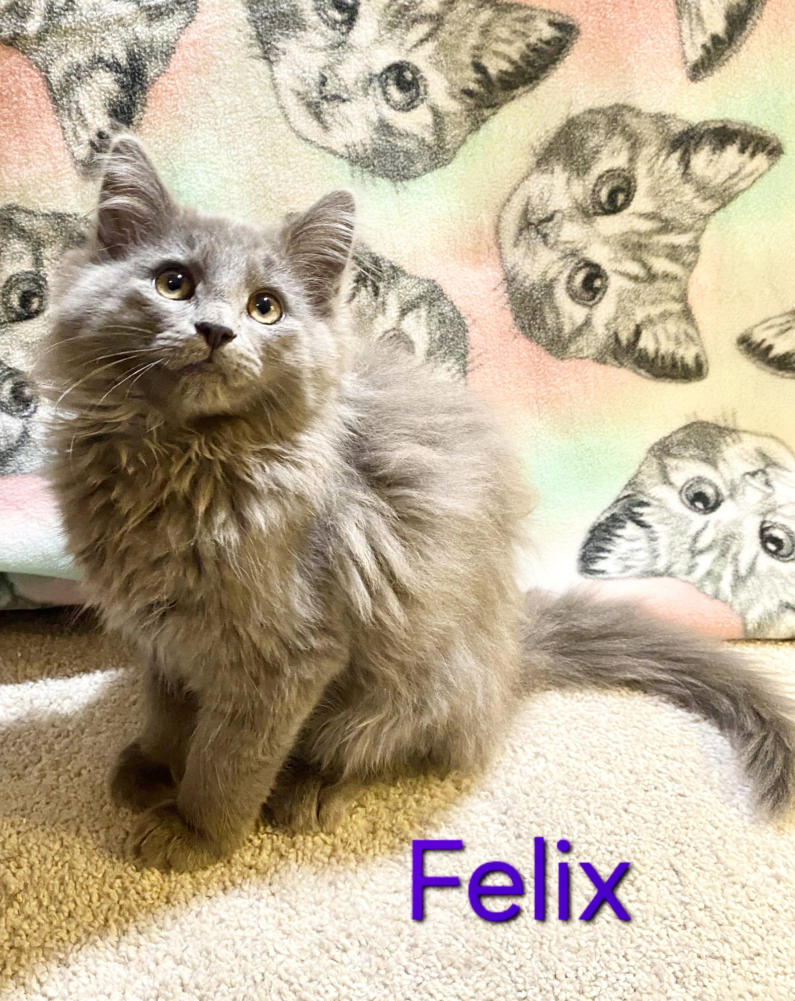 Cats for Adoption in Boston, Massachusetts | Alpha Paw