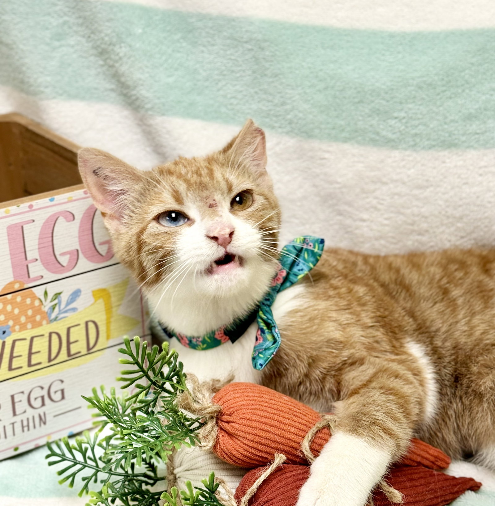 Cats for Adoption in Concord, New Hampshire | Alpha Paw